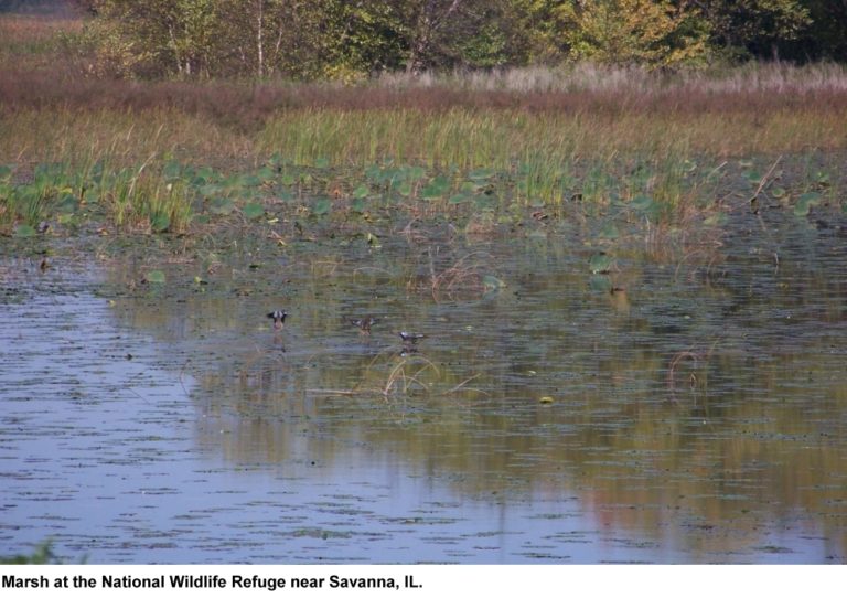 Wetlands : How nature filters and stores water - Missouri Coalition for ...