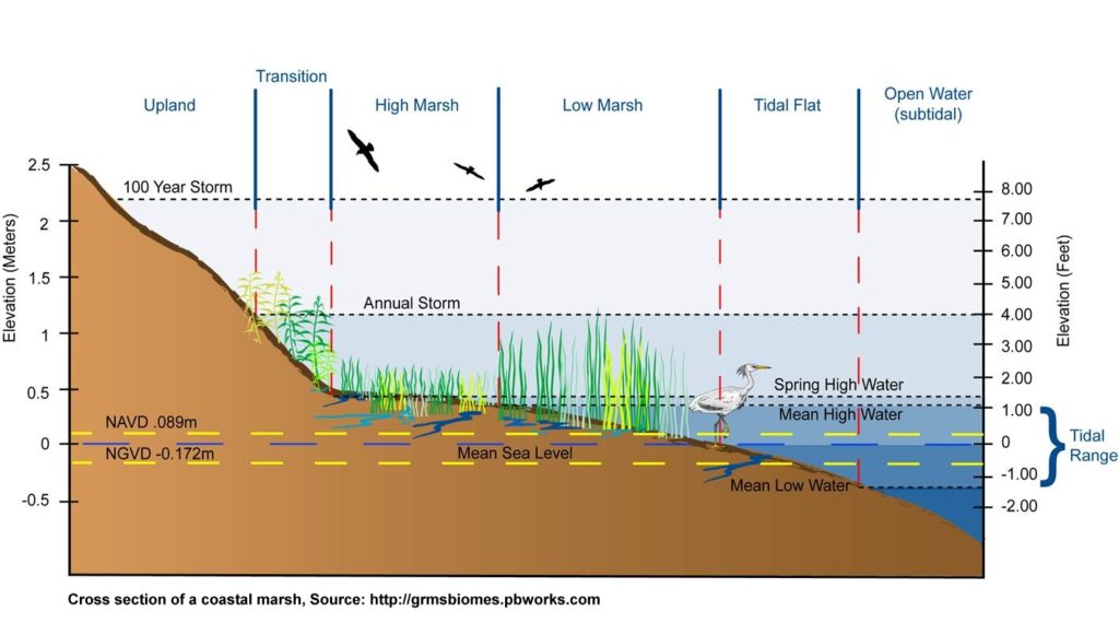 Wetlands : How nature filters and stores water - Missouri Coalition for ...