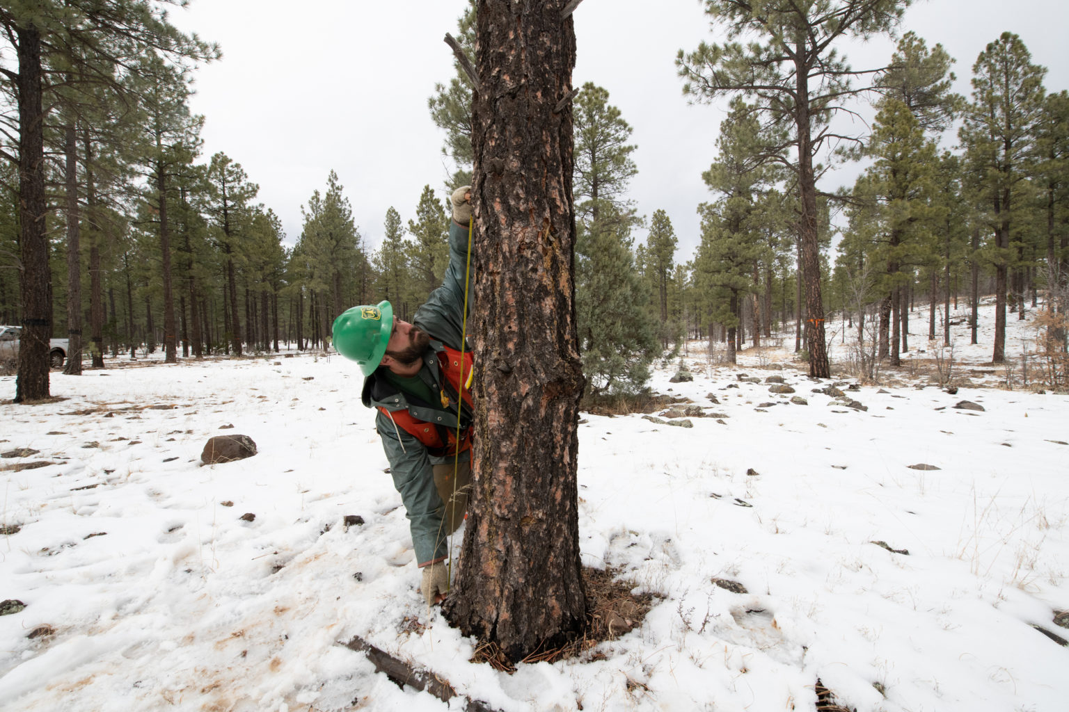 Title VIII: Forestry - Missouri Coalition for the Environment